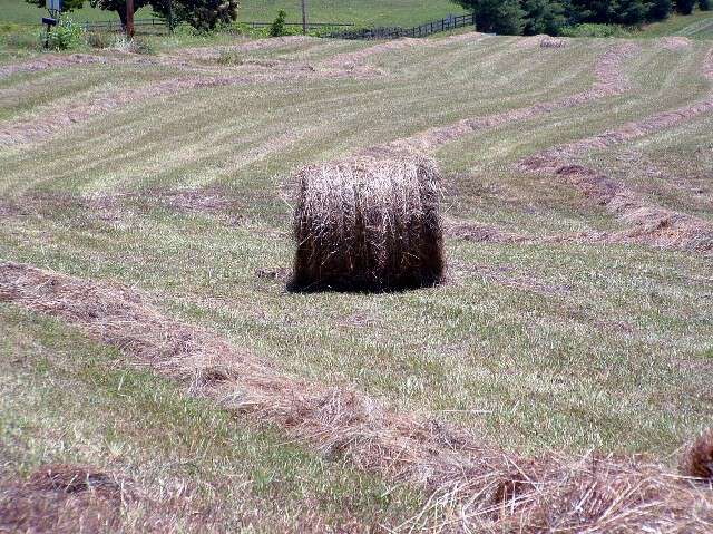 Making Hay While The Sun Shines | Blind Pig and The Acorn