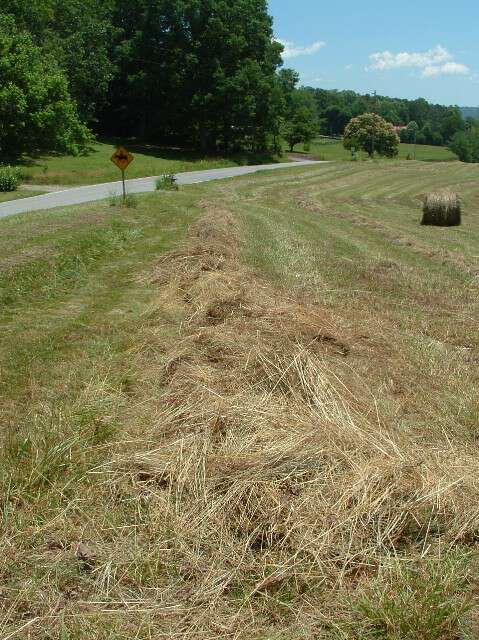 Making Hay While The Sun Shines | Blind Pig and The Acorn