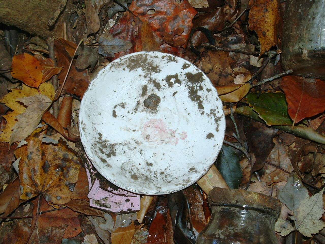 The Sarvis Tree Is Blooming In Appalachia | Blind Pig and The Acorn