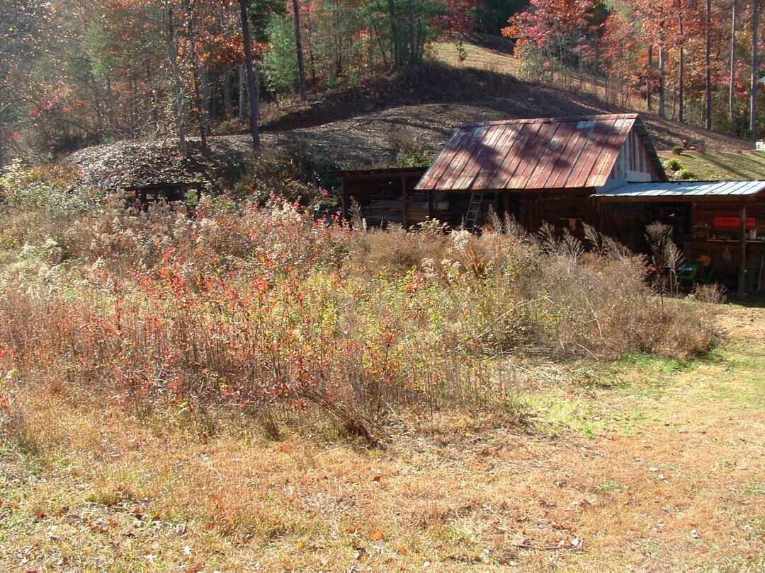 Two Dead Boys Got Up To Fight | Blind Pig and The Acorn