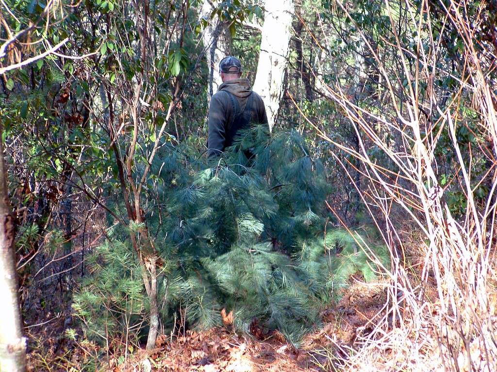 Hunting The Perfect Christmas Tree | Blind Pig and The Acorn