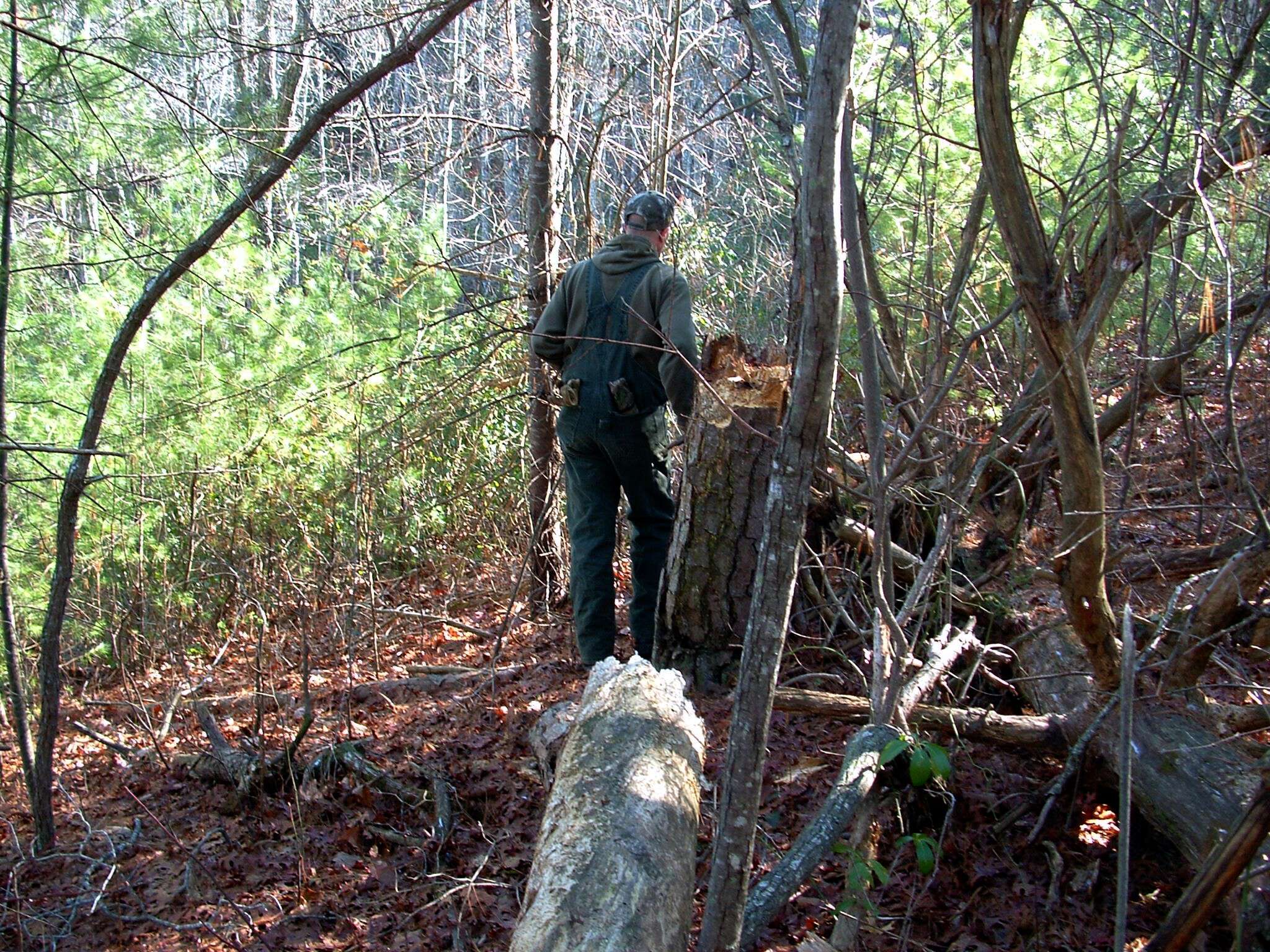 Hunting The Perfect Christmas Tree | Blind Pig and The Acorn