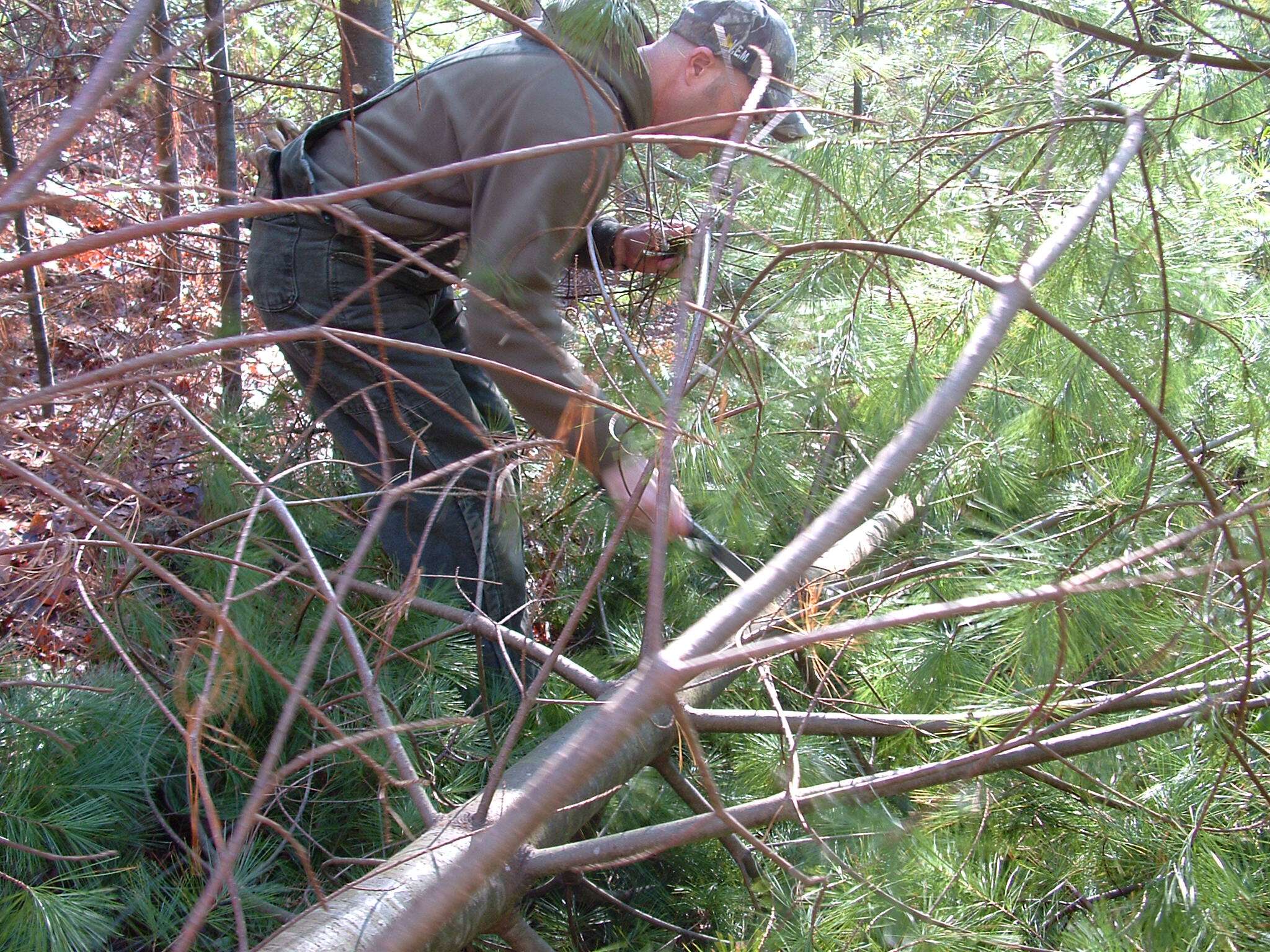 Hunting The Perfect Christmas Tree | Blind Pig and The Acorn