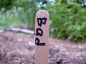 Planting by the Signs for May 2025 | Blind Pig and The Acorn