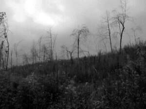 Chickama, Chickama, Craney Crow | Blind Pig and The Acorn