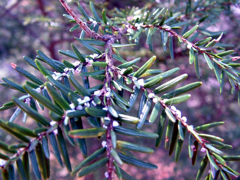 Woolly Adelgid | Blind Pig and The Acorn