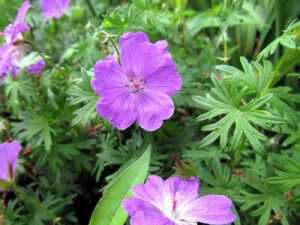 The Sarvis Tree Is Blooming In Appalachia | Blind Pig and The Acorn