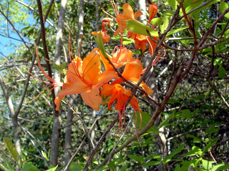 Shumake and Sumac | Blind Pig and The Acorn