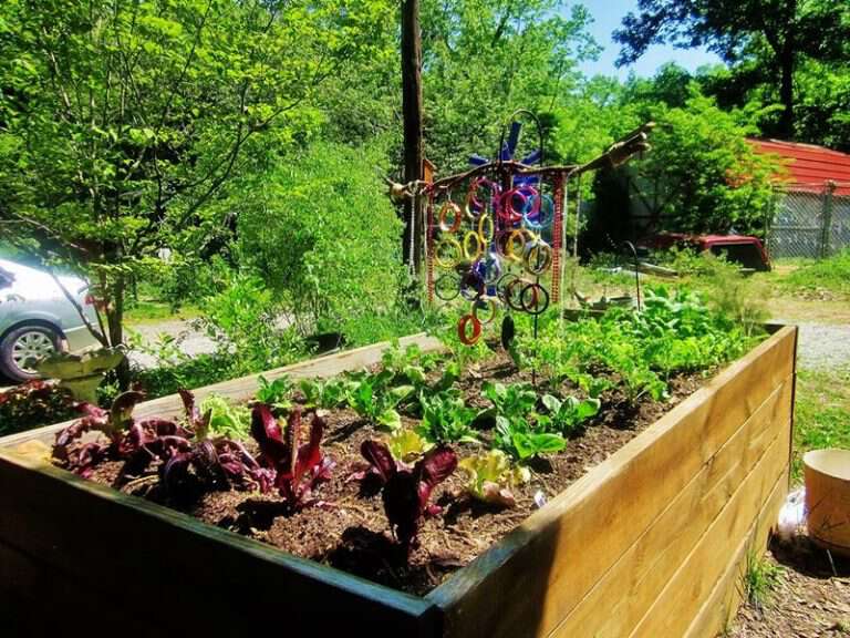 Cherokee Legend Of The Corn Bead | Blind Pig and The Acorn