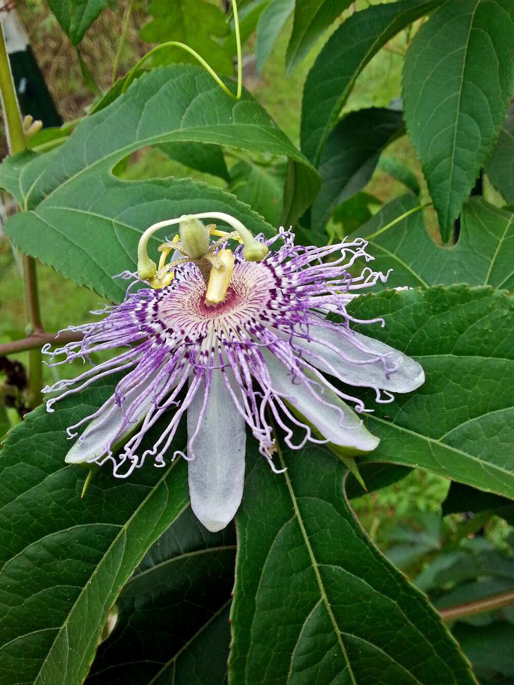 Preserving Wild Apricots/Maypops | Blind Pig and The Acorn