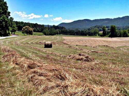 Time to Cut Hay | Blind Pig and The Acorn