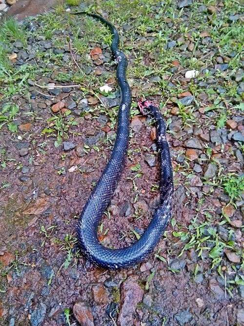 Snake the Beds | Blind Pig and The Acorn