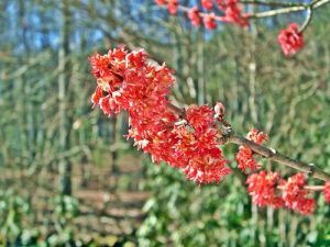 The Sarvis Tree Is Blooming In Appalachia | Blind Pig and The Acorn