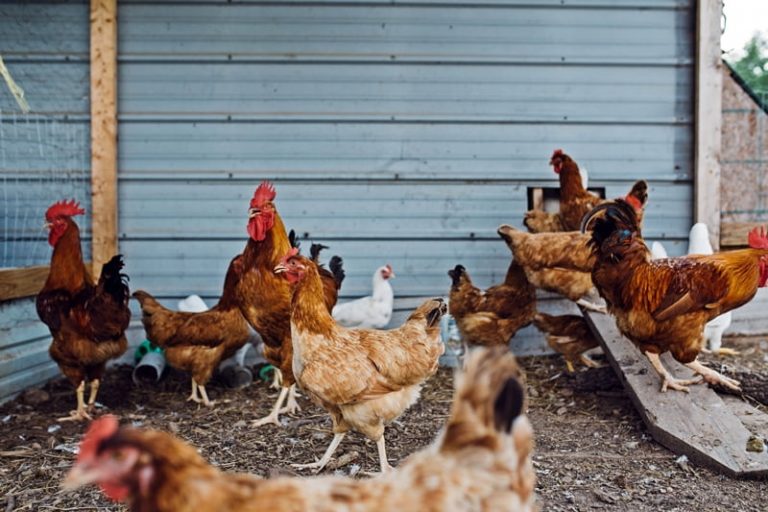 Catching Chickens | Blind Pig and The Acorn