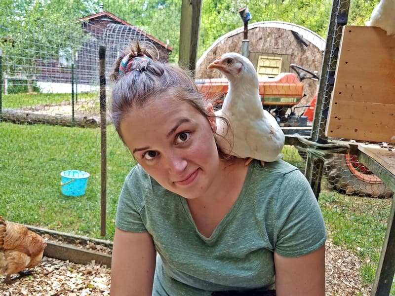 The Baby Chickens are Almost Grown | Blind Pig and The Acorn