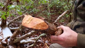 Planting by the Signs | Blind Pig and The Acorn