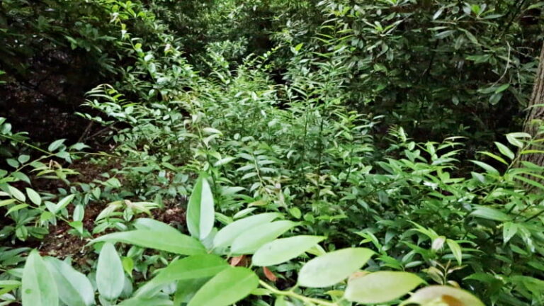 Doghobble | Blind Pig and The Acorn