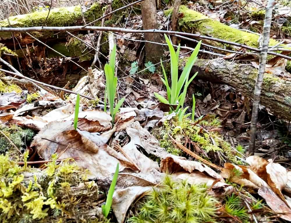 Shumake and Sumac | Blind Pig and The Acorn