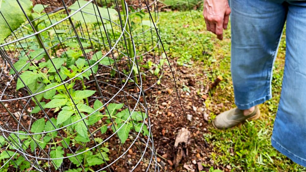 Spring Has Got Gone! | Blind Pig and The Acorn