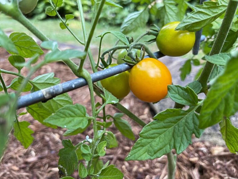 Cross Pollination Of Heirloom Tomatoes | Blind Pig and The Acorn