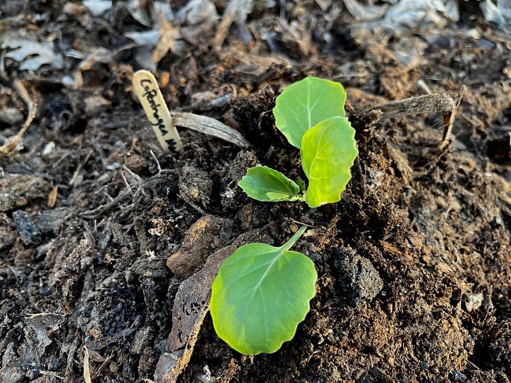 Baby Cabbage Plants