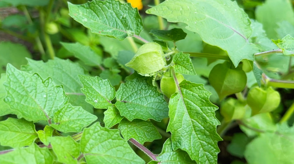 Ground Cherry