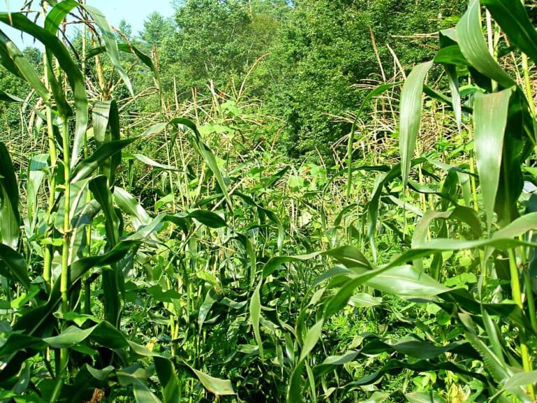 Death Superstitions and Traditions in Appalachia | Blind Pig and The Acorn