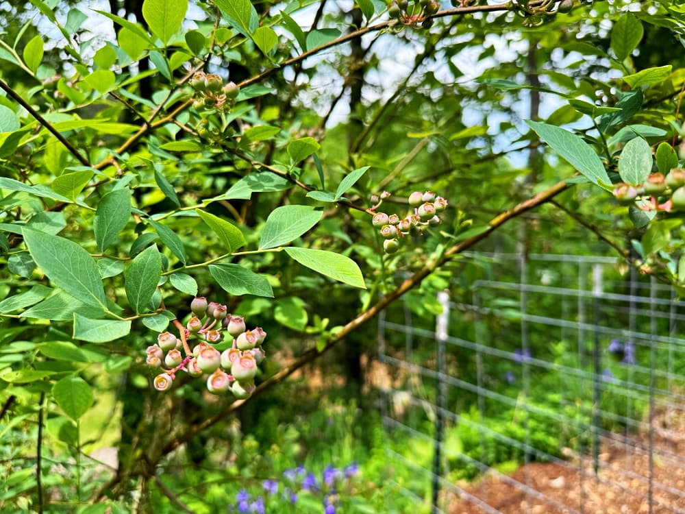 Checking on the Garden | Blind Pig and The Acorn