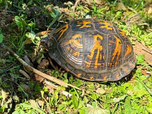 Terrapins in the Garden | Blind Pig and The Acorn