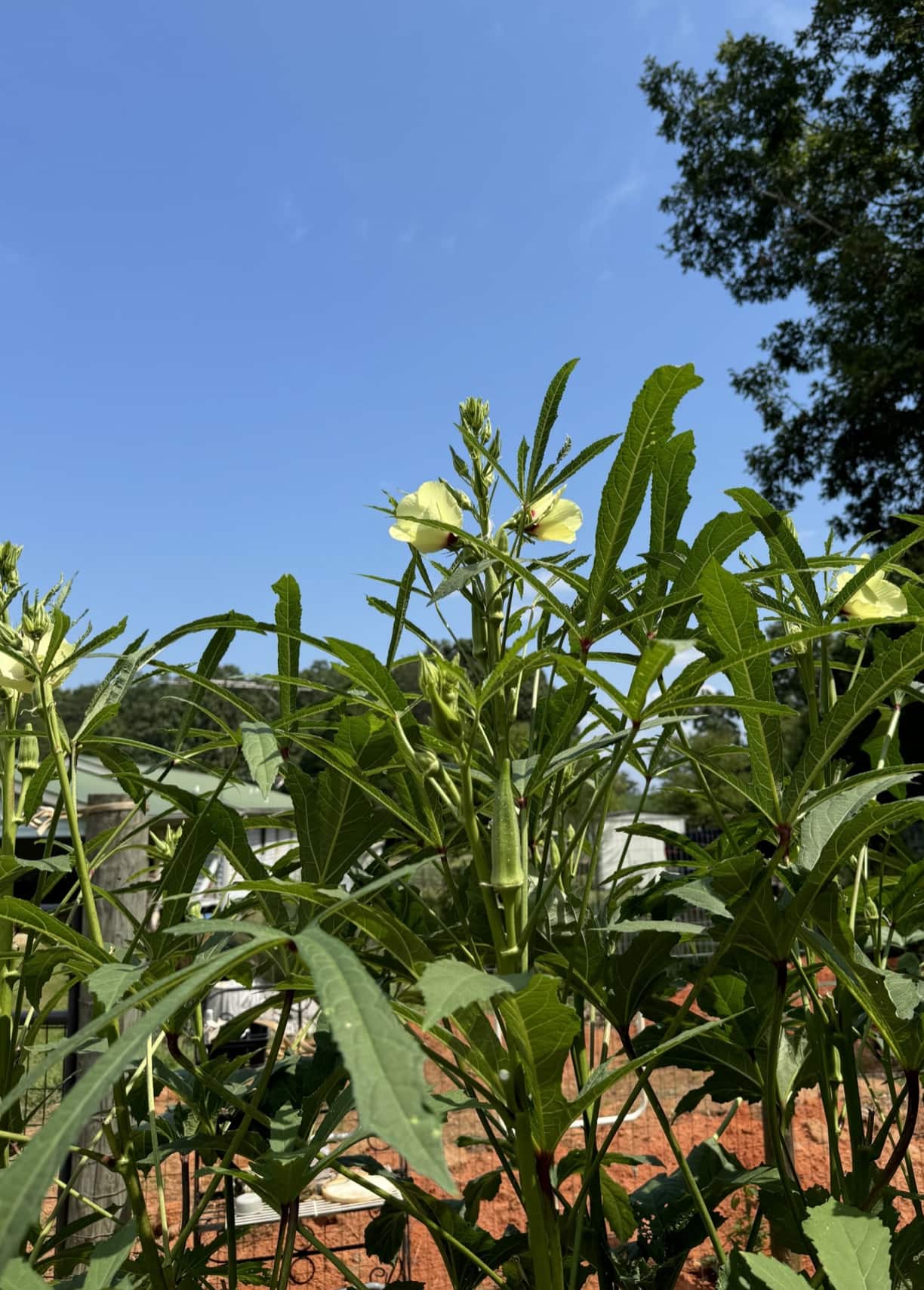 Okry-Okree-Okra | Blind Pig and The Acorn