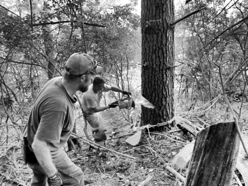 Rolling Logs | Blind Pig and The Acorn