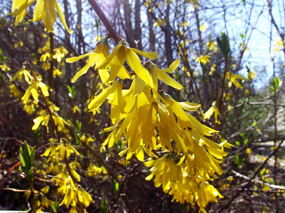 March Flowers | Blind Pig and The Acorn