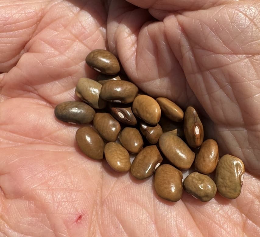 One Brown Bean | Blind Pig and The Acorn