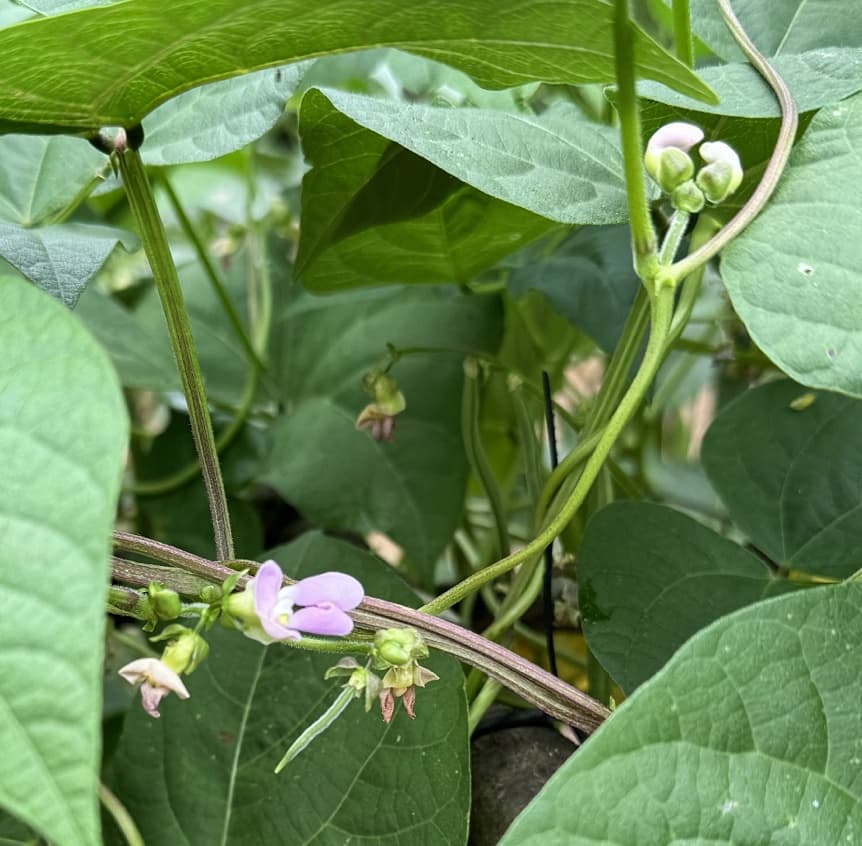 One Brown Bean | Blind Pig and The Acorn