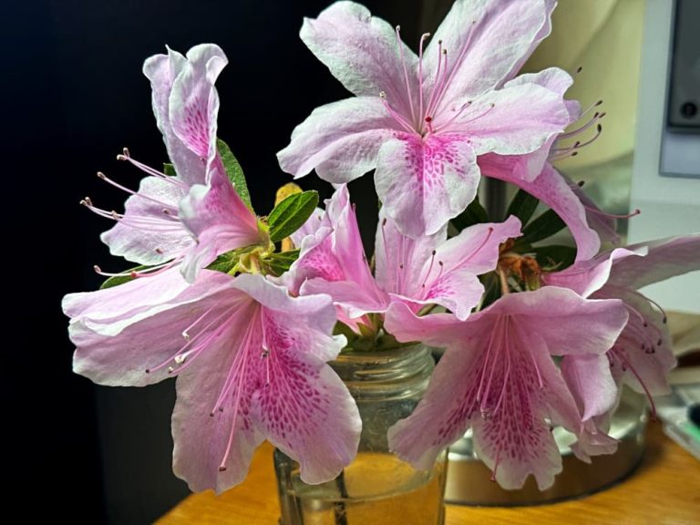 Appalachia Through My Eyes - Secret Azalea | Blind Pig and The Acorn