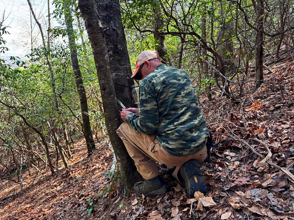 Sapping Parties in June | Blind Pig and The Acorn