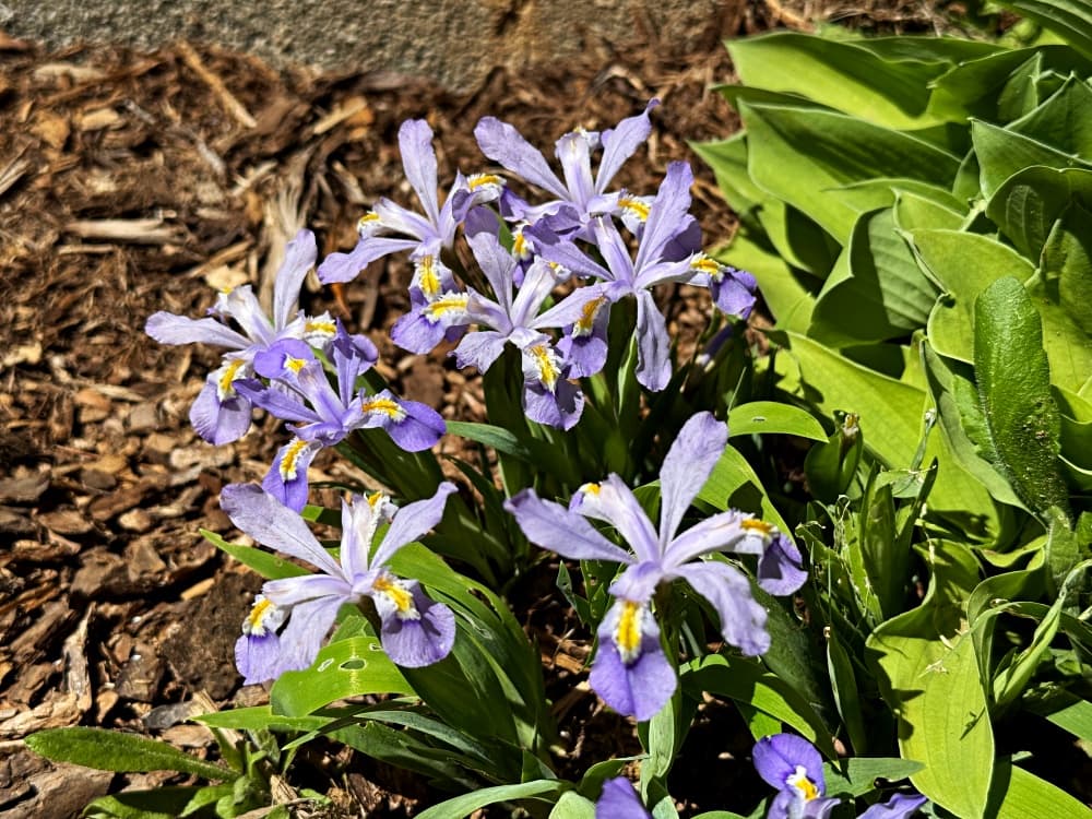 Wild Dwarf Iris | Blind Pig and The Acorn