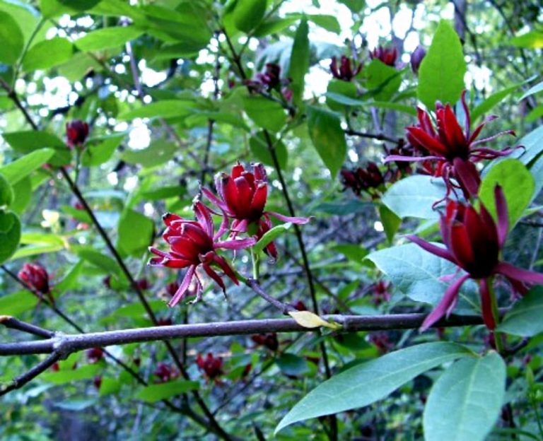 Sweet Bubby Bush | Blind Pig and The Acorn