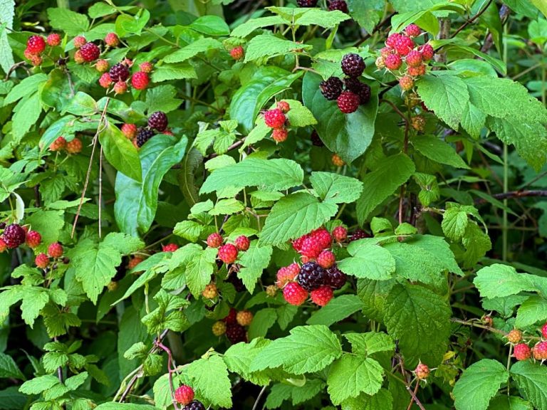 Picking Wild Raspberries | Blind Pig and The Acorn