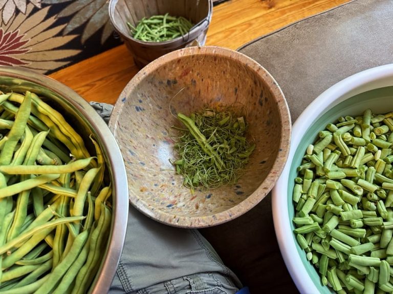 Breaking Beans | Blind Pig and The Acorn