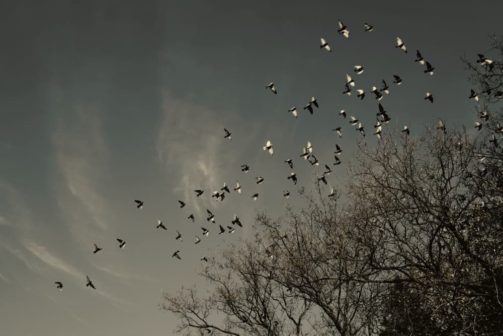 August in Pigeon Roost 2 | Blind Pig and The Acorn