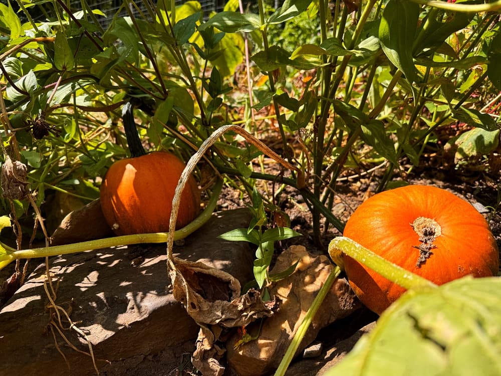 Planting by the Signs for September 2025 | Blind Pig and The Acorn