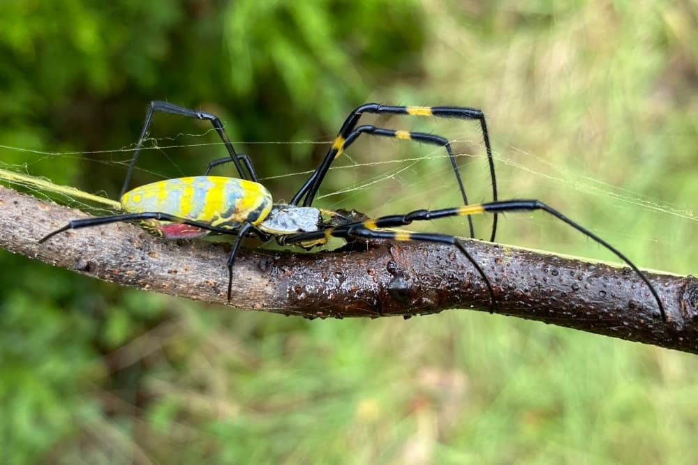 Big Spiders | Blind Pig and The Acorn