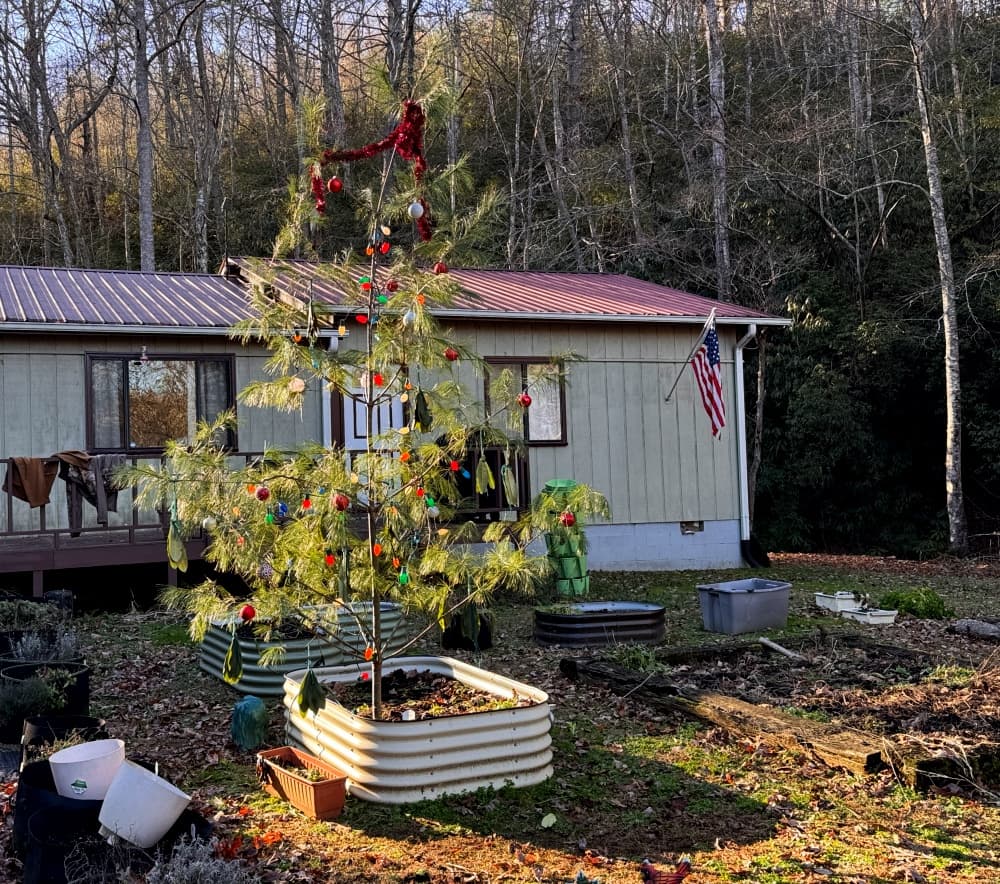 The Surprise Christmas Tree | Blind Pig and The Acorn