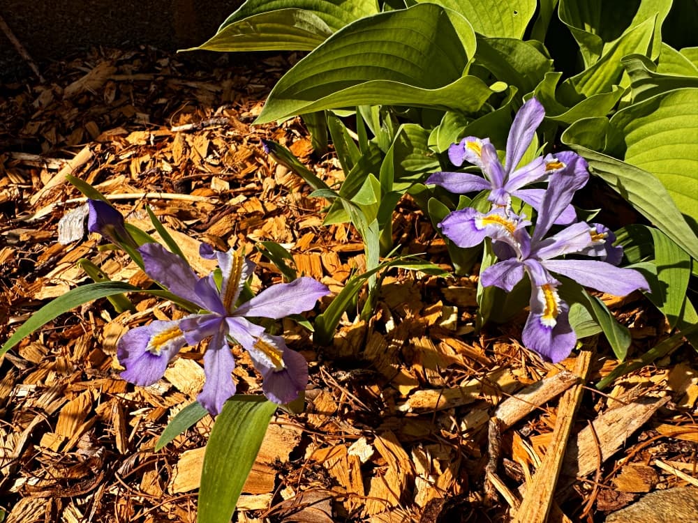 The First Iris Blooms | Blind Pig and The Acorn