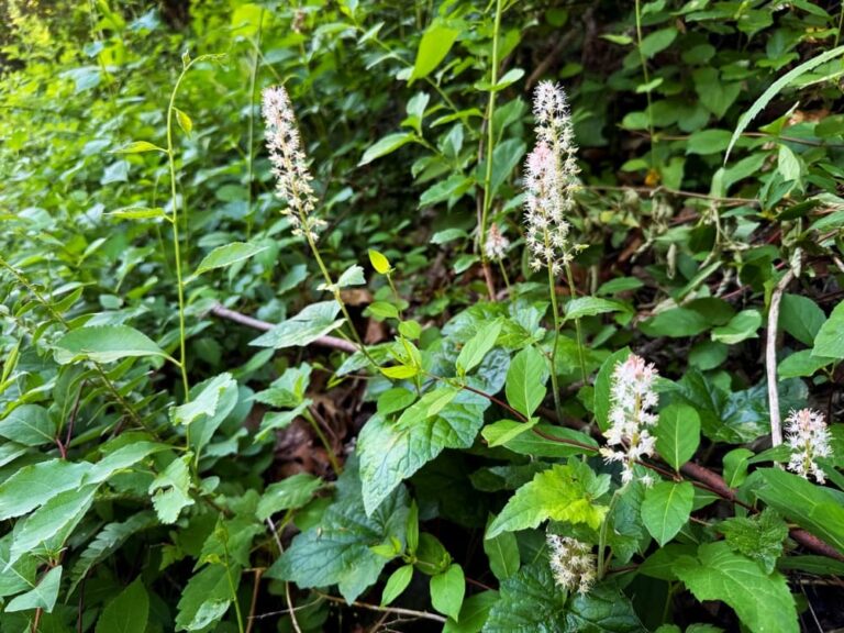 Foamflower | Blind Pig and The Acorn
