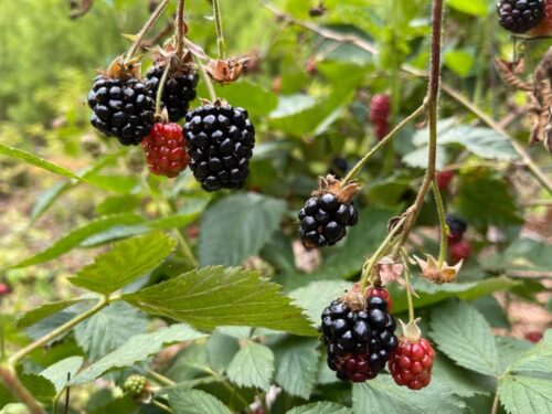 Tame Blackberries | Blind Pig and The Acorn