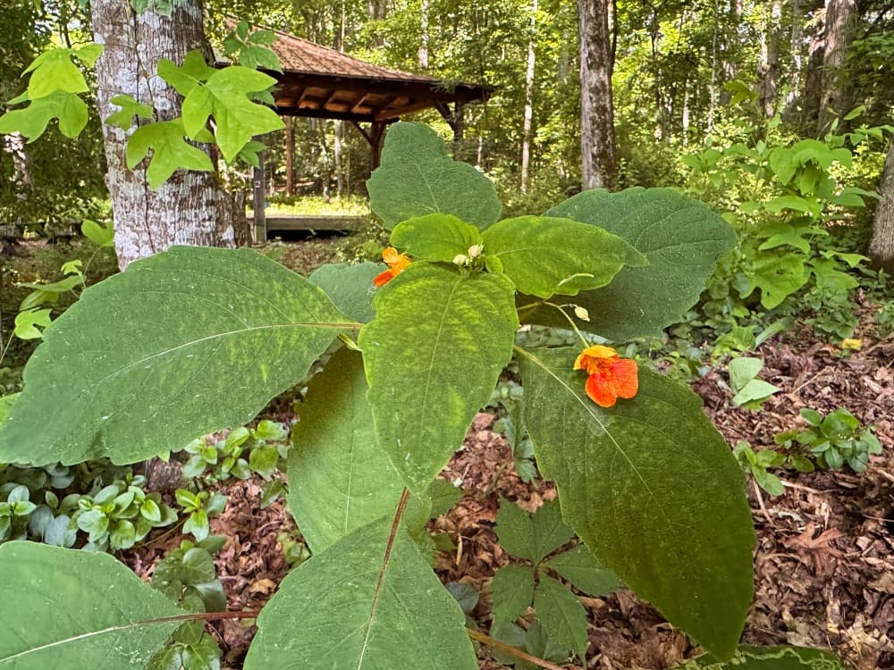 Jewel Weed Seeds | Blind Pig and The Acorn